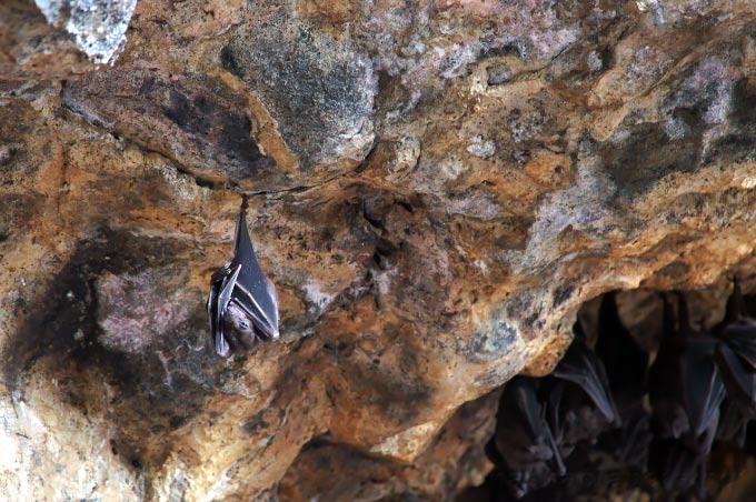 Goa Lava Bat Temple in Bali – how to visit on your own, opening hours ...