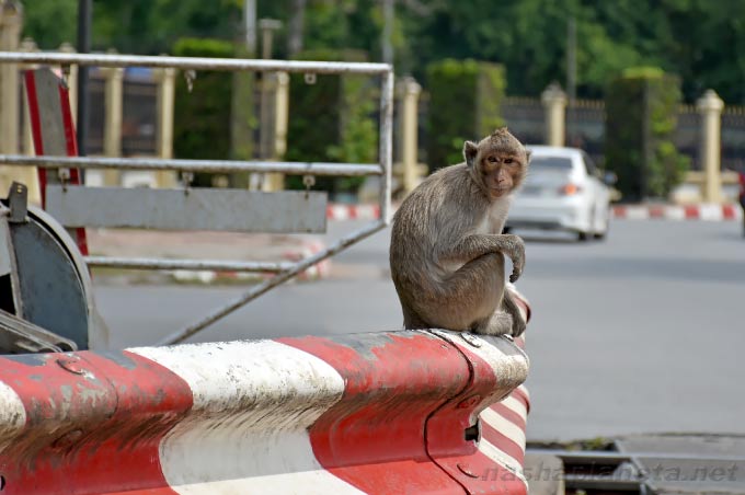 Lopburi Monkey City is the most detailed guide for independent tourists